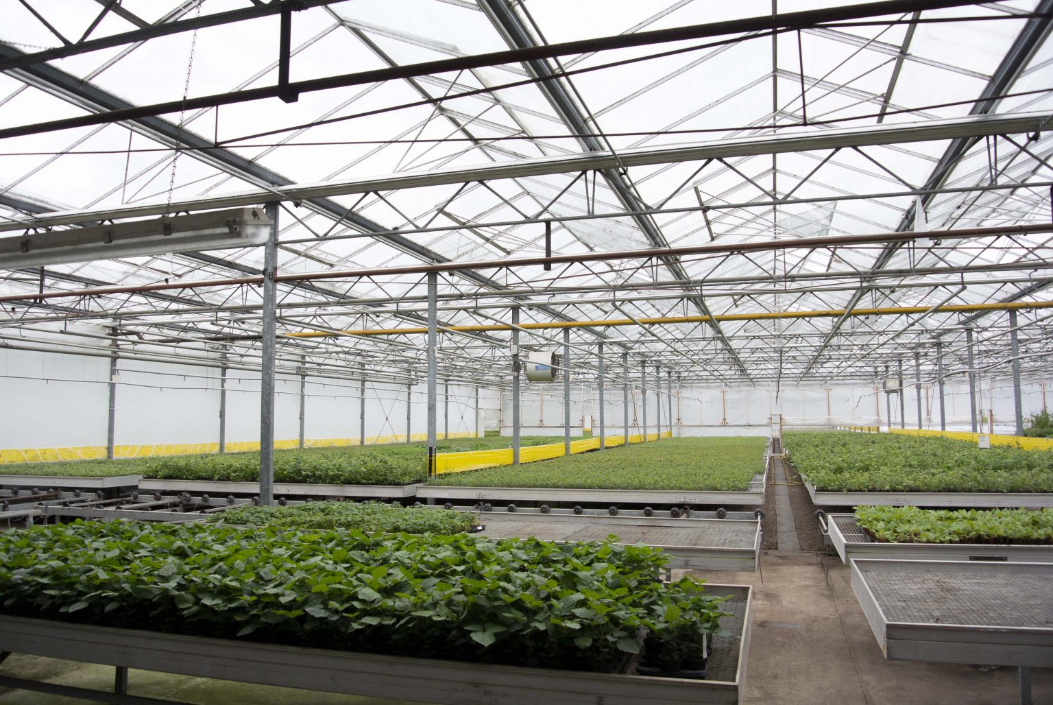 Gallery ⋆ Cuckoo Bridge Nursery & Farm Shop