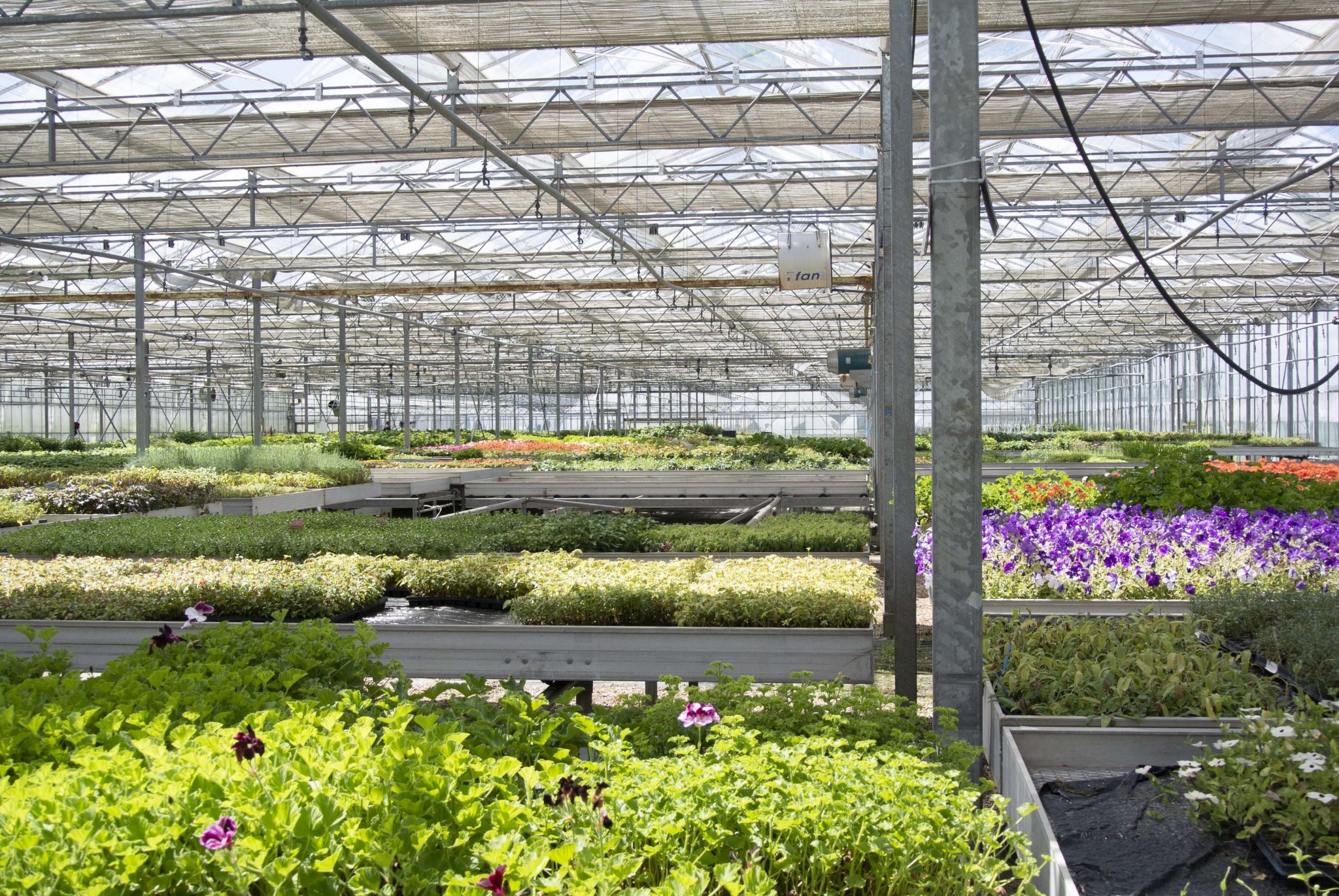 Gallery ⋆ Cuckoo Bridge Nursery & Farm Shop