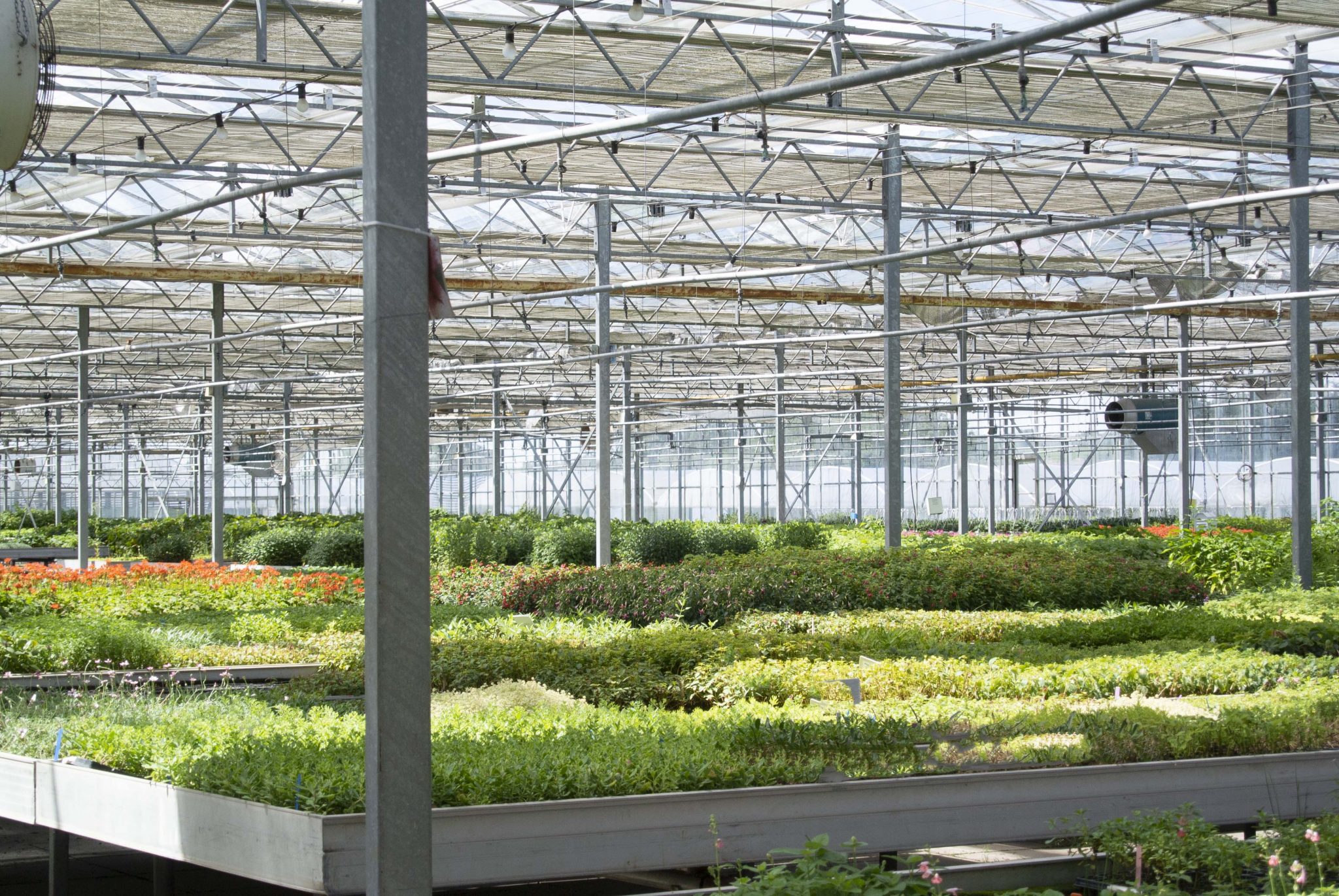 Gallery ⋆ Cuckoo Bridge Nursery & Farm Shop