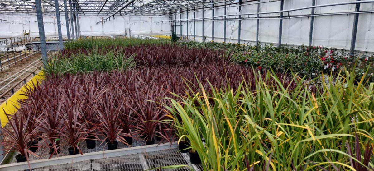 About Cuckoo Bridge Plant Centre ⋆ Cuckoo Bridge Nursery & Farm Shop