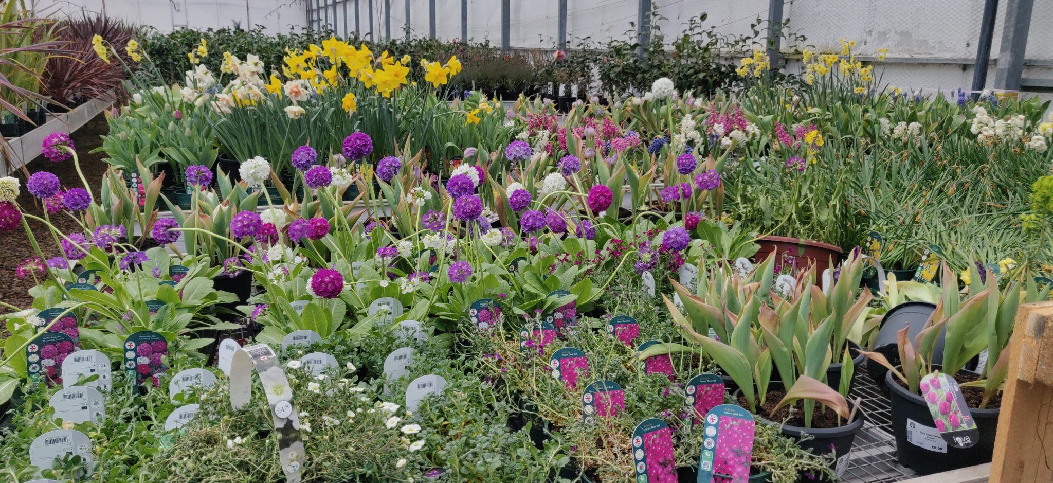 Gallery ⋆ Cuckoo Bridge Nursery & Farm Shop