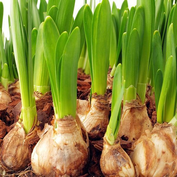 Bulbs & Bare Roots Archives ⋆ Cuckoo Bridge Nursery & Farm Shop