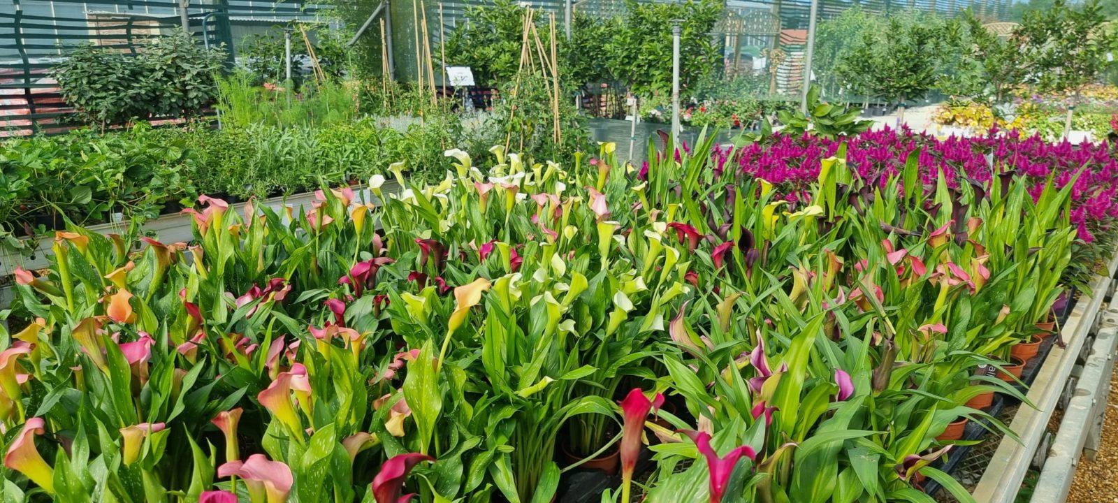 Home ⋆ Cuckoo Bridge Nursery & Farm Shop