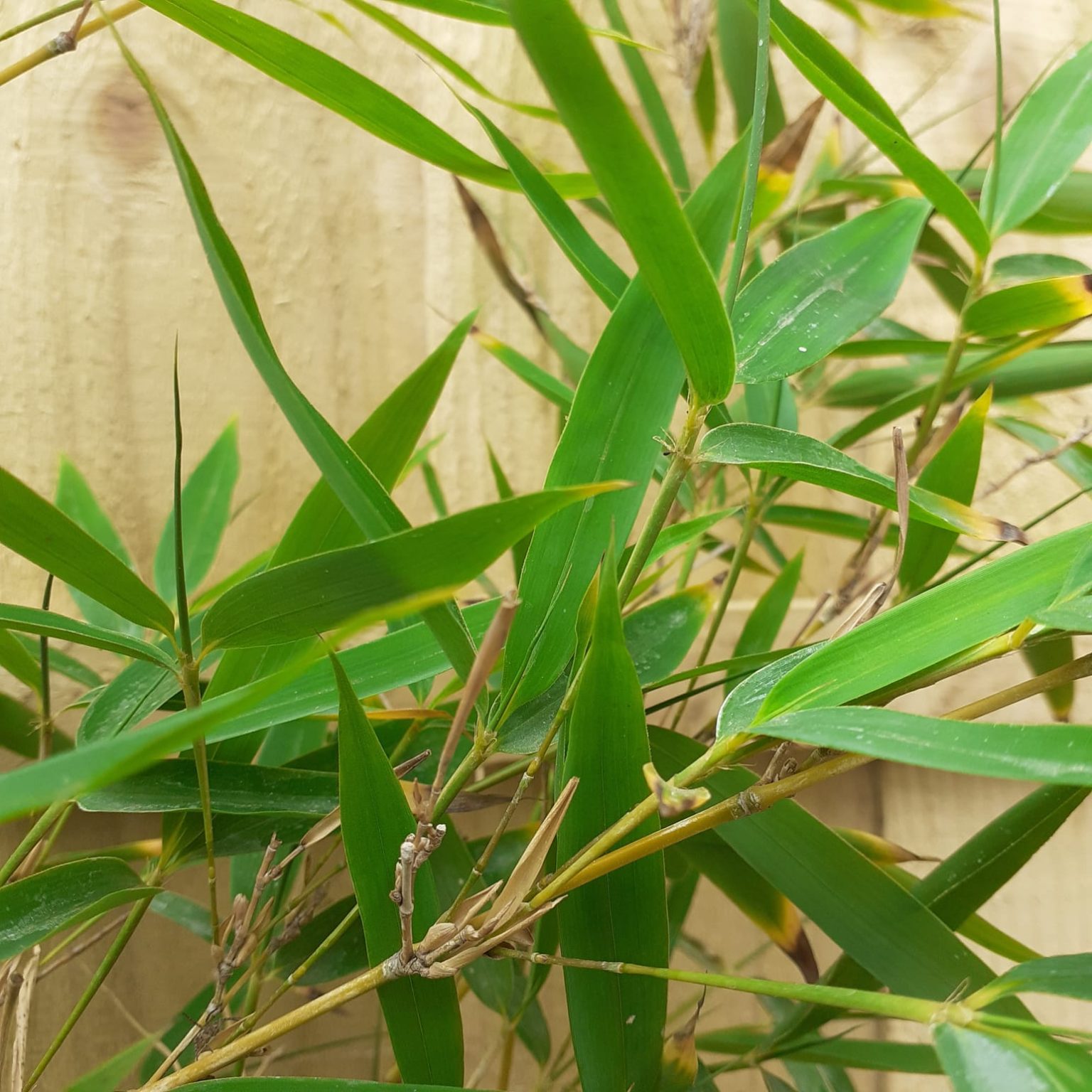 Bamboo Mix 5 Ltr ⋆ Cuckoo Bridge Nursery & Farm Shop