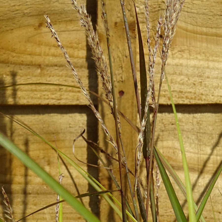 Miscanthus Red Zenith 2Ltr ⋆ Cuckoo Bridge Nursery & Farm Shop