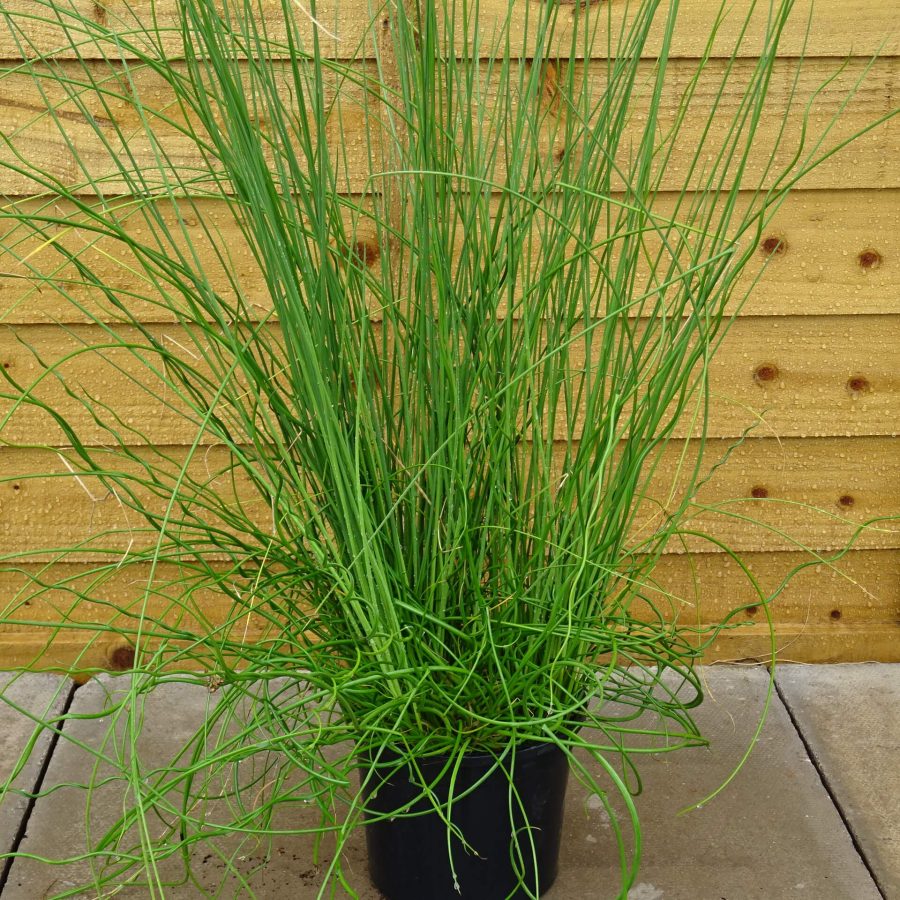 Juncus Twisted Arrows 2Ltr ⋆ Cuckoo Bridge Nursery & Farm Shop