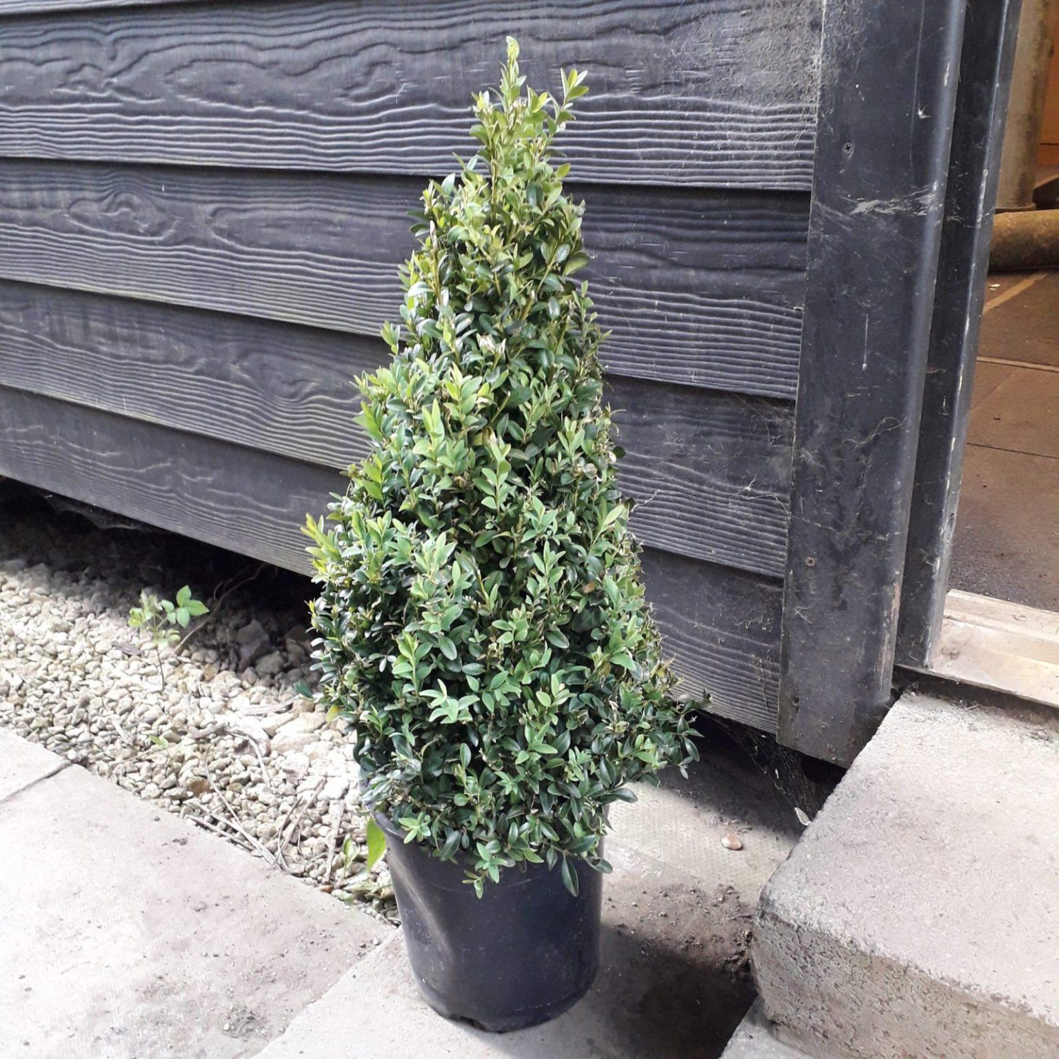 Buxus Cone 3Ltr ⋆ Cuckoo Bridge Nursery & Farm Shop