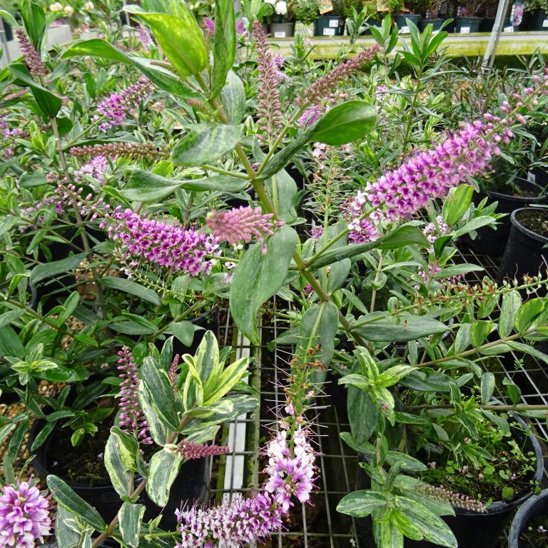 Hebe "White Knight" 2Ltr ⋆ Cuckoo Bridge Nursery & Farm Shop