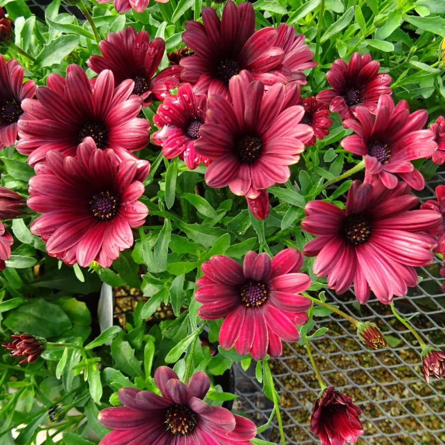 Osteospermum "Serenity Red" 1Ltr ⋆ Cuckoo Bridge Nursery & Farm Shop