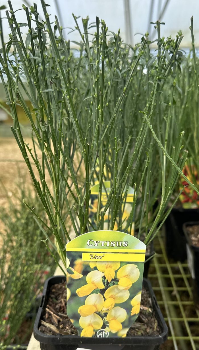 Cytisus in varieties ⋆ Cuckoo Bridge Nursery & Farm Shop