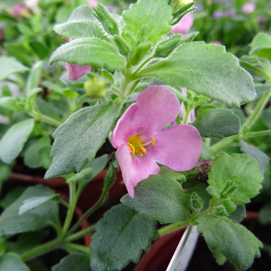 Bacopa Megacopa "Pink" 10.5cm ⋆ Cuckoo Bridge Nursery & Farm Shop