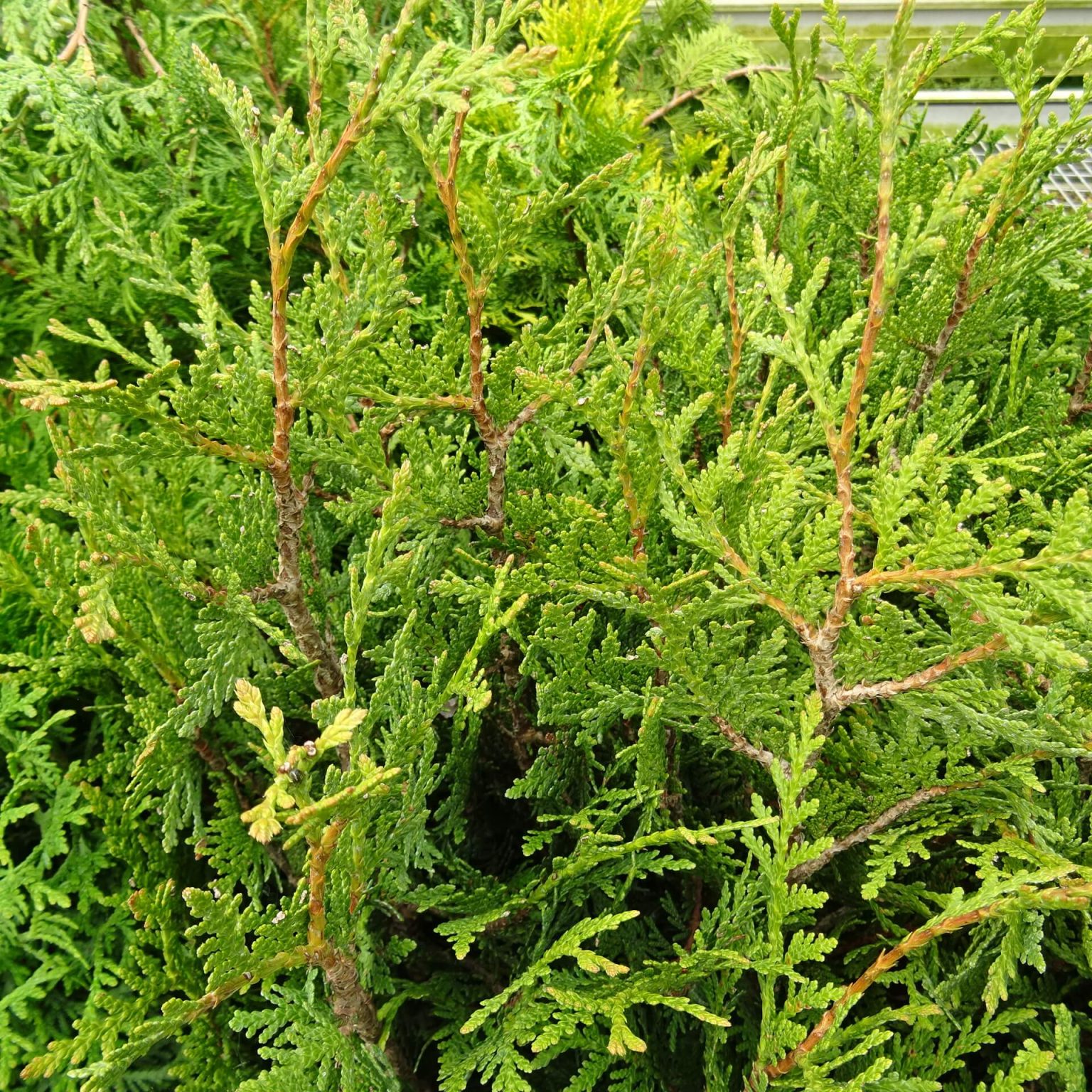 Thuja - "Varieties" 2Ltr ⋆ Cuckoo Bridge Nursery & Farm Shop