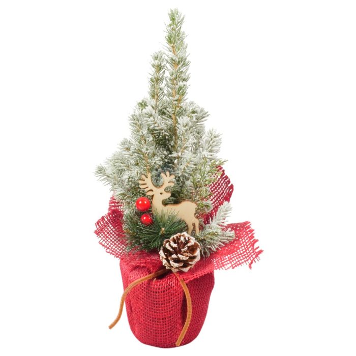 Picea glauca Conica 'White' 9cm ⋆ Cuckoo Bridge Nursery & Farm Shop