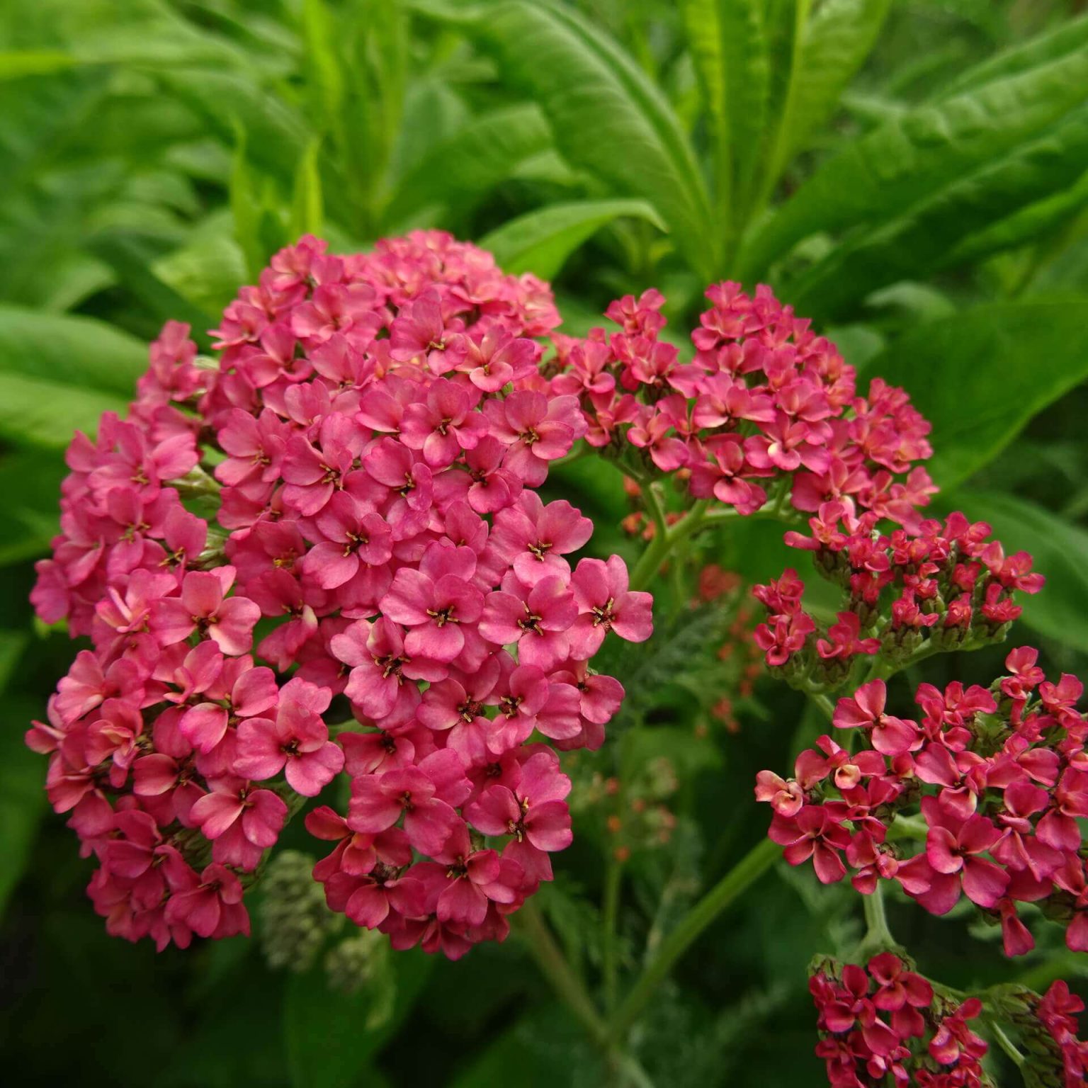 Achillea- "Summer Berries" 2 Ltr ⋆ Cuckoo Bridge Nursery & Farm Shop