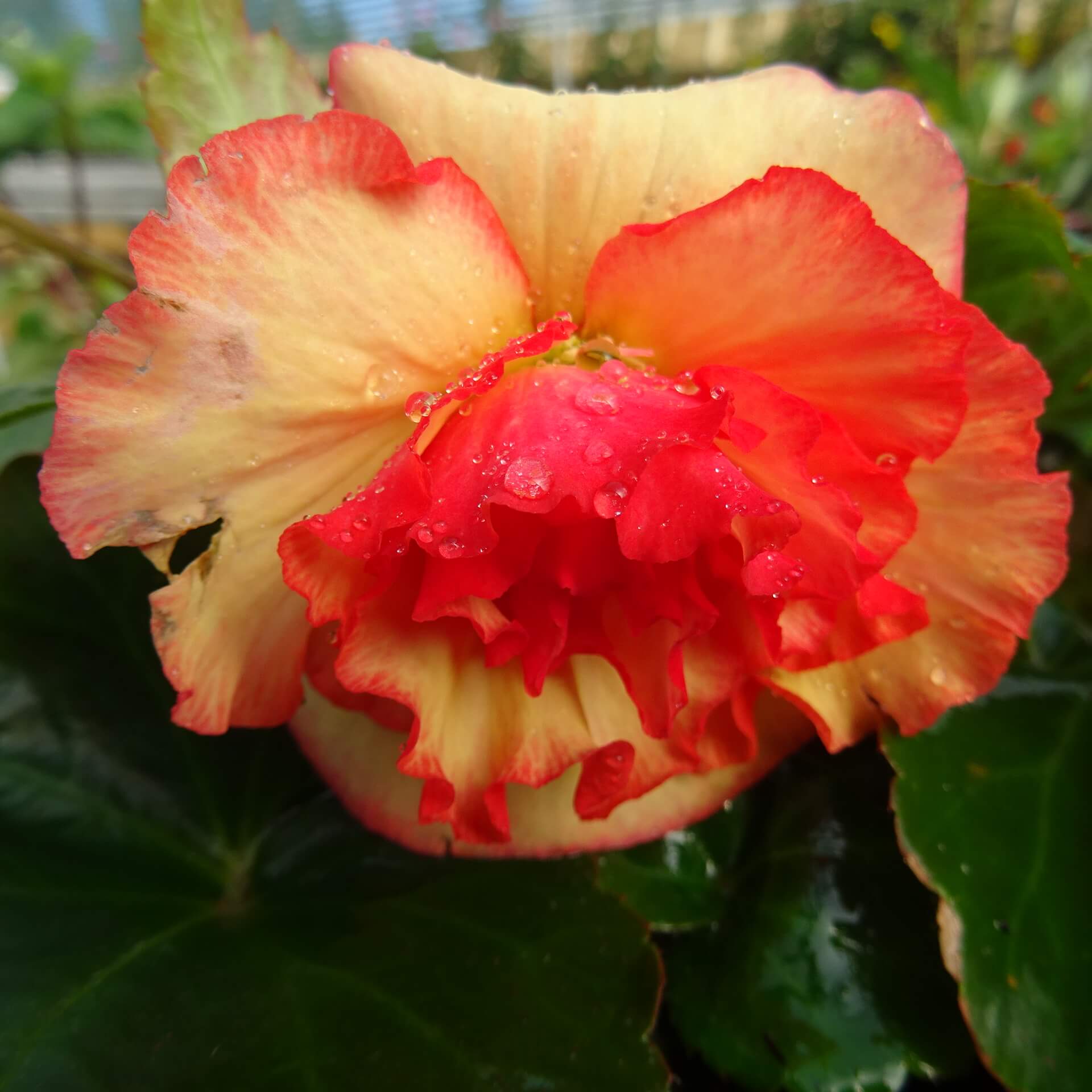 Begonia "Majestic Sunburst" 10.5cm ⋆ Cuckoo Bridge Nursery & Farm Shop