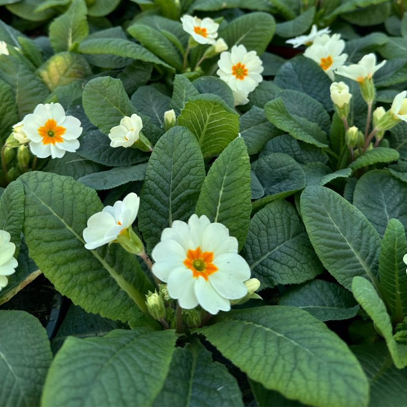 10.5cm Primula - "Cottage Cream" ⋆ Cuckoo Bridge Nursery & Farm Shop