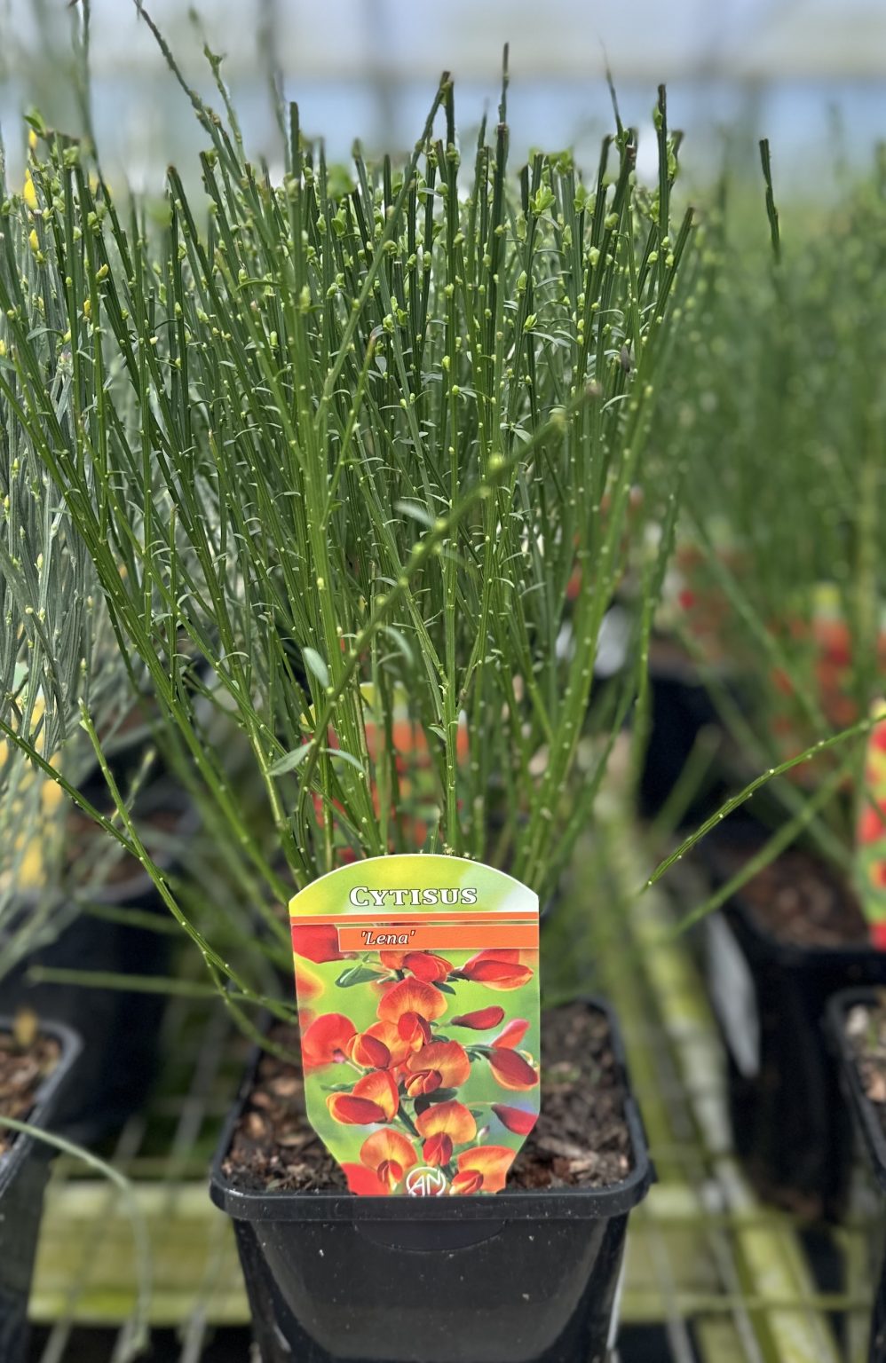 Cytisus in varieties ⋆ Cuckoo Bridge Nursery & Farm Shop