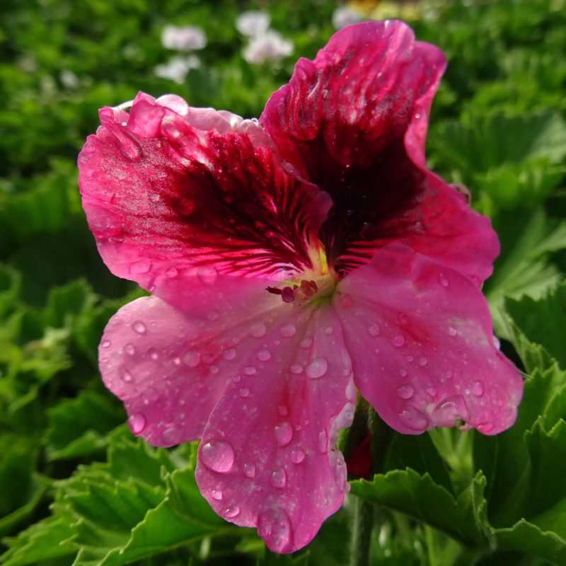 Geranium Regal "Regalia Pink" 1Ltr ⋆ Cuckoo Bridge Nursery & Farm Shop