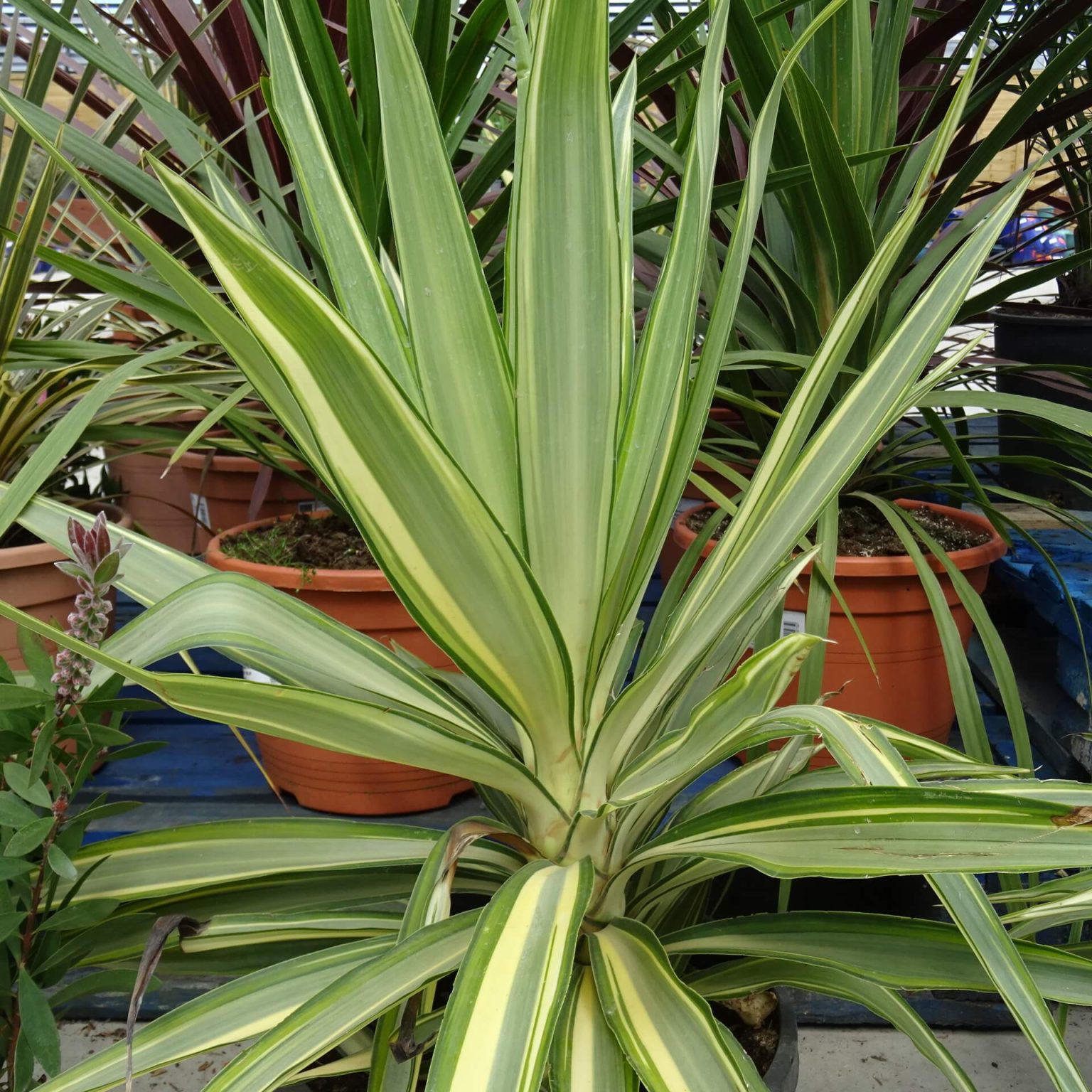 Yucca "Elephantipes Jewel" 10Ltr ⋆ Cuckoo Bridge Nursery & Farm Shop
