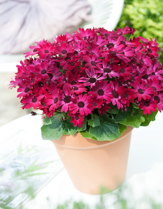 Cineraria Senetti - "Red" 2 Ltr ⋆ Cuckoo Bridge Nursery & Farm Shop