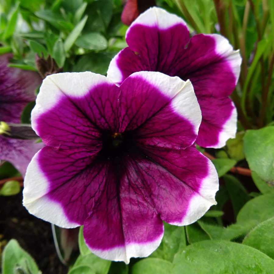 Petunia "Cascadias Rim Cherry" 10.5cm ⋆ Cuckoo Bridge Nursery & Farm Shop