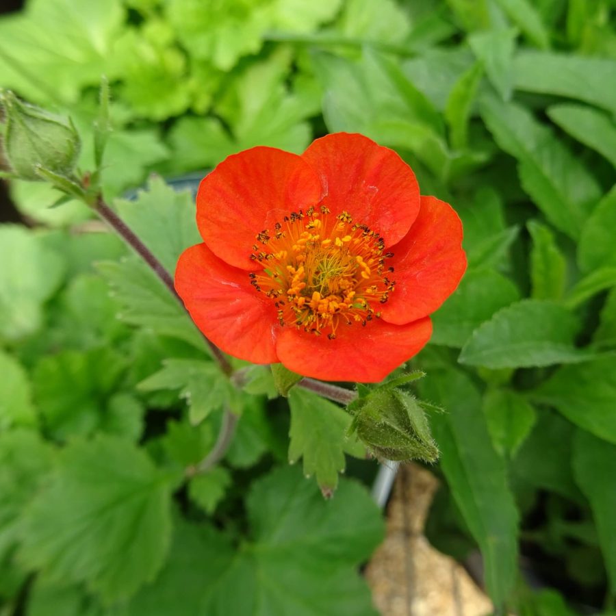 Geum Coccineum-"Koi" 2Ltr ⋆ Cuckoo Bridge Nursery & Farm Shop