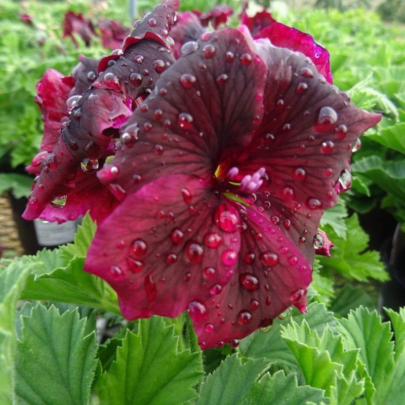 Geranium Regal "Aristo Schoko" 1Ltr ⋆ Cuckoo Bridge Nursery & Farm Shop