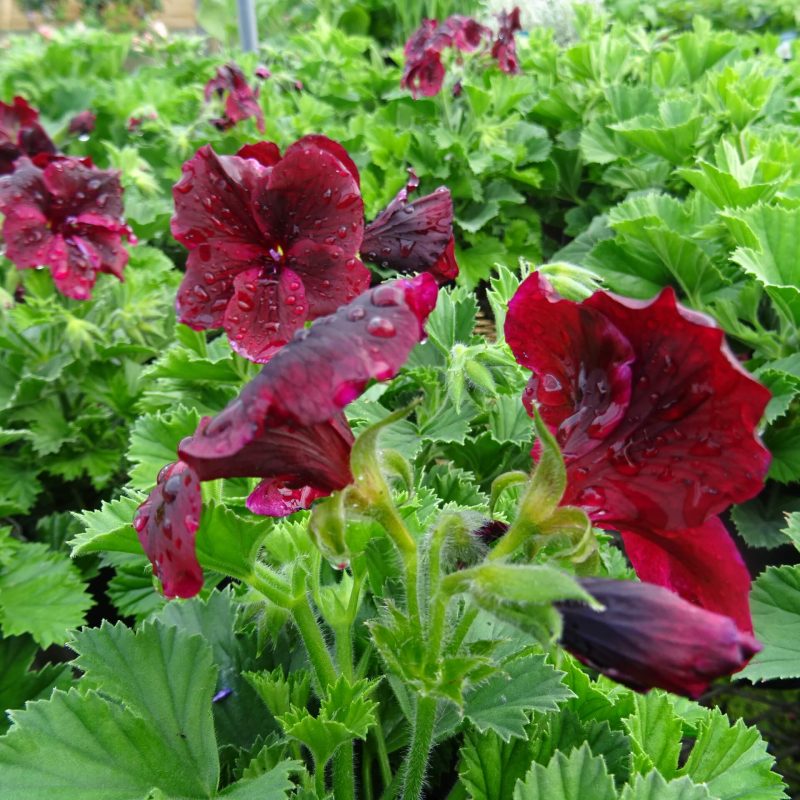 Geranium Regal "Aristo Schoko" 1Ltr ⋆ Cuckoo Bridge Nursery & Farm Shop