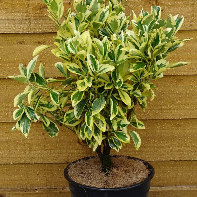 Euonymus - "Varieties" 2Ltr ⋆ Cuckoo Bridge Nursery & Farm Shop