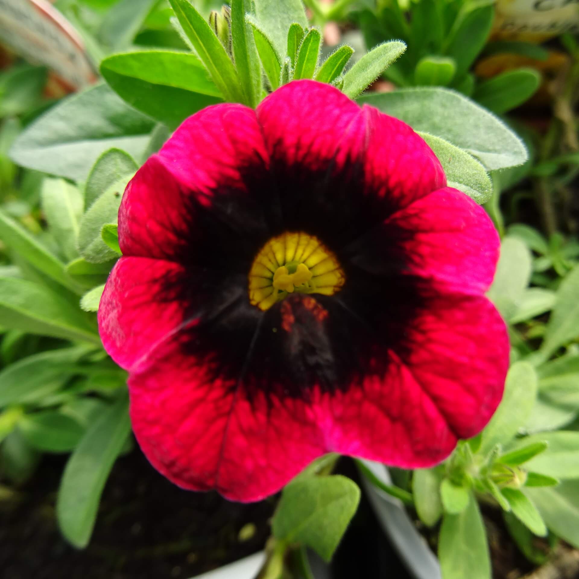 Calibrachoa Can Can Strawberry Punch 10.5cm ⋆ Cuckoo Bridge Nursery ...