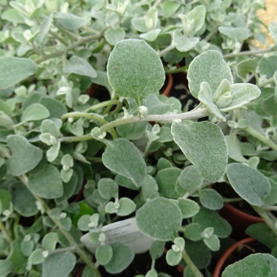 Helichrysum "Silver" 10.5cm ⋆ Cuckoo Bridge Nursery & Farm Shop
