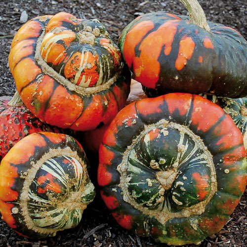 Seeds Squash Winter Turks Turban Cuckoo Bridge Nursery Farm Shop