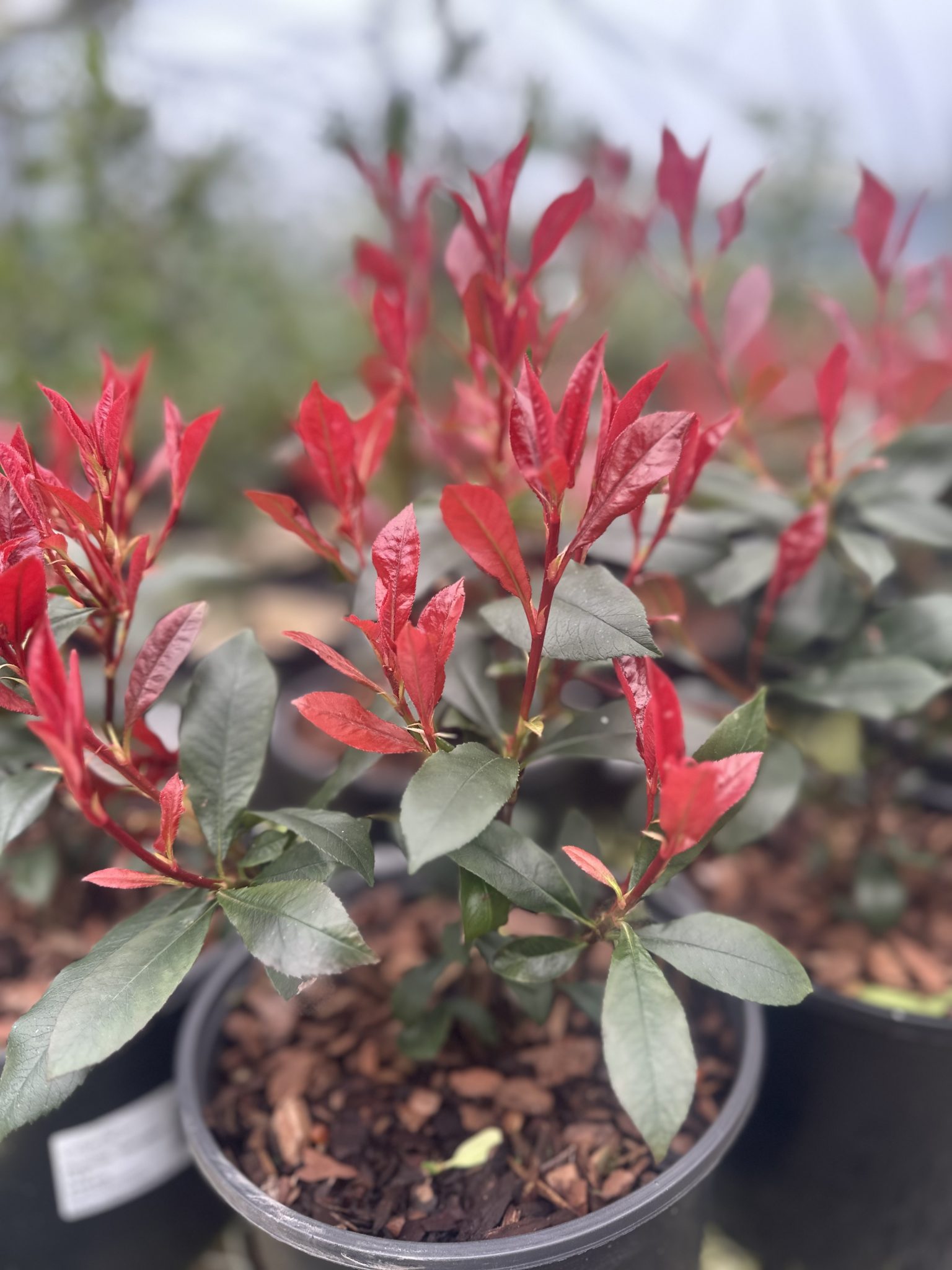 Photinia Fraseri 'Robusta Compacta' ⋆ Cuckoo Bridge Nursery & Farm Shop