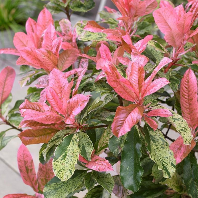 Photinia- Varieties 3Ltr ⋆ Cuckoo Bridge Nursery & Farm Shop