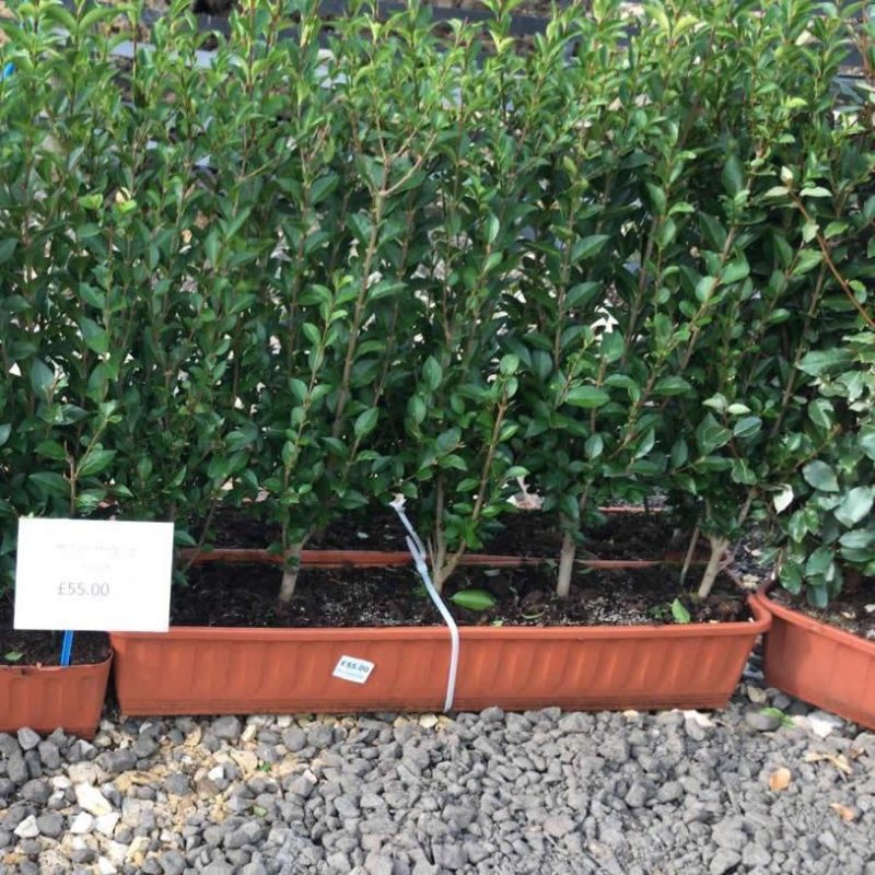 Instant Hedging - Ligustrum ovalifolium (Green Privet) - Trough ⋆ ...