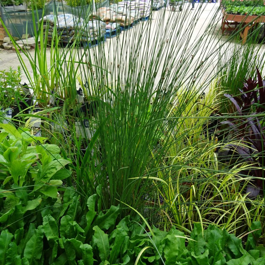 Hard Rush Juncus Inflexus (pond plant)1Ltr ⋆ Cuckoo Bridge Nursery ...