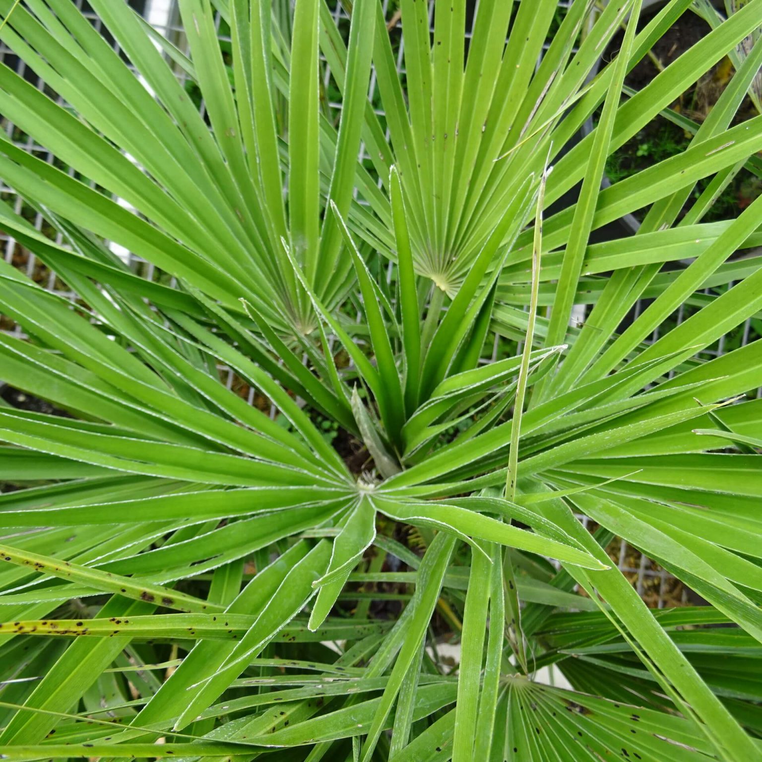 Chamaerops Humilis 5Ltr ⋆ Cuckoo Bridge Nursery & Farm Shop