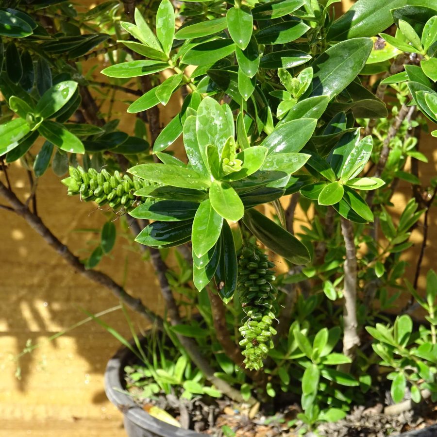 Hebe- "Starlight" 2 Ltr ⋆ Cuckoo Bridge Nursery & Farm Shop