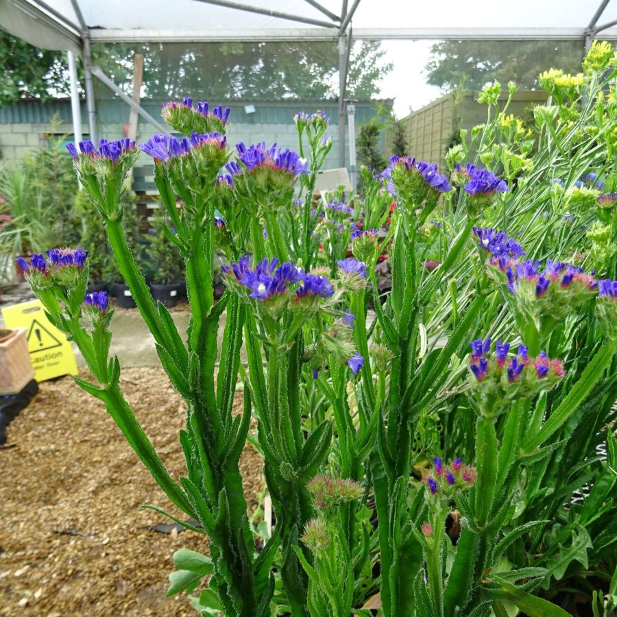 Ligustrum Ovalifolium (Privet) Root Ball ⋆ Cuckoo Bridge Nursery & Farm ...