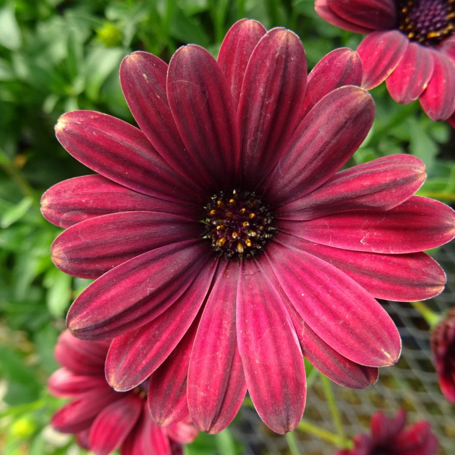 Osteospermum "Serenity Red" 1Ltr ⋆ Cuckoo Bridge Nursery & Farm Shop