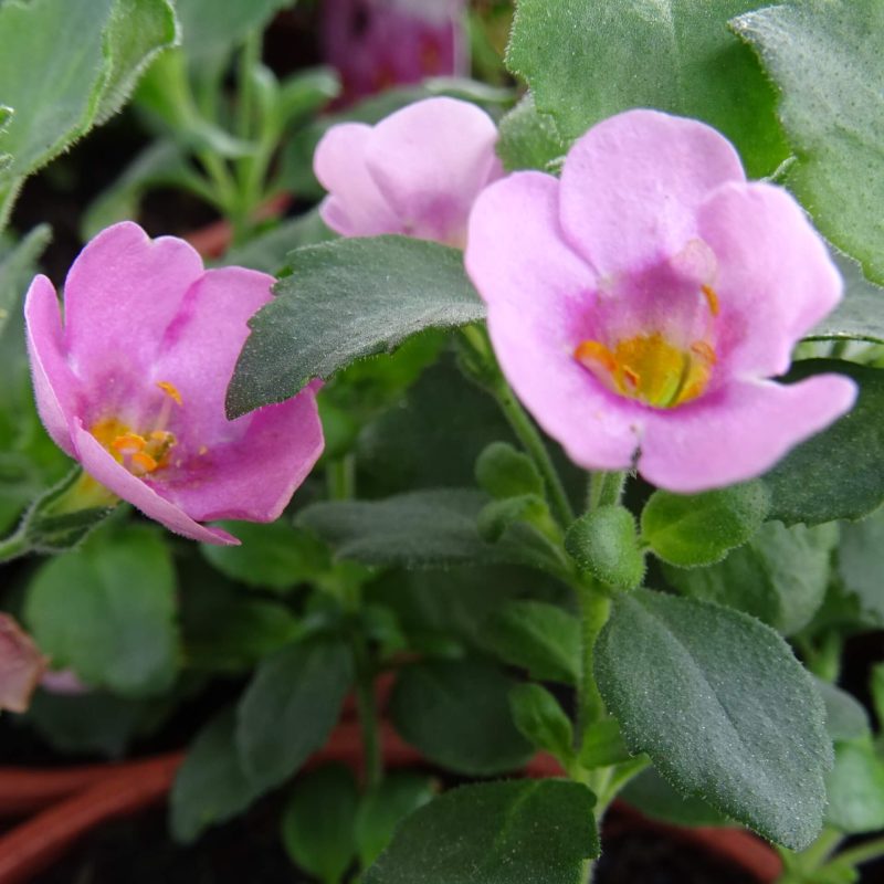 Bacopa Megacopa "Pink" 10.5cm ⋆ Cuckoo Bridge Nursery & Farm Shop
