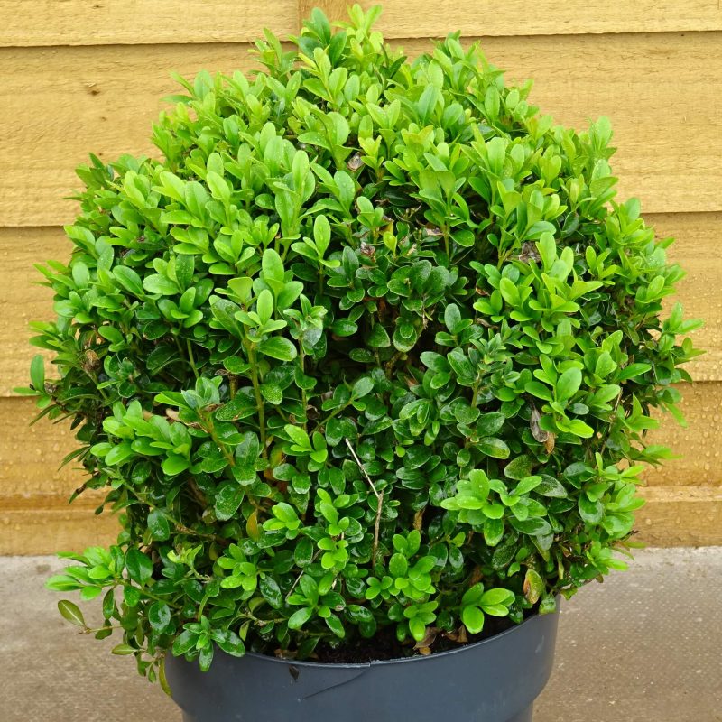 Buxus Ball 3Ltr ⋆ Cuckoo Bridge Nursery & Farm Shop