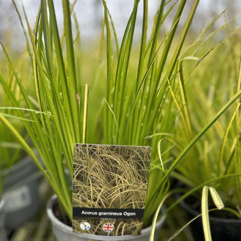 Acorus Gramineus "Ogon" 2Ltr ⋆ Cuckoo Bridge Nursery & Farm Shop