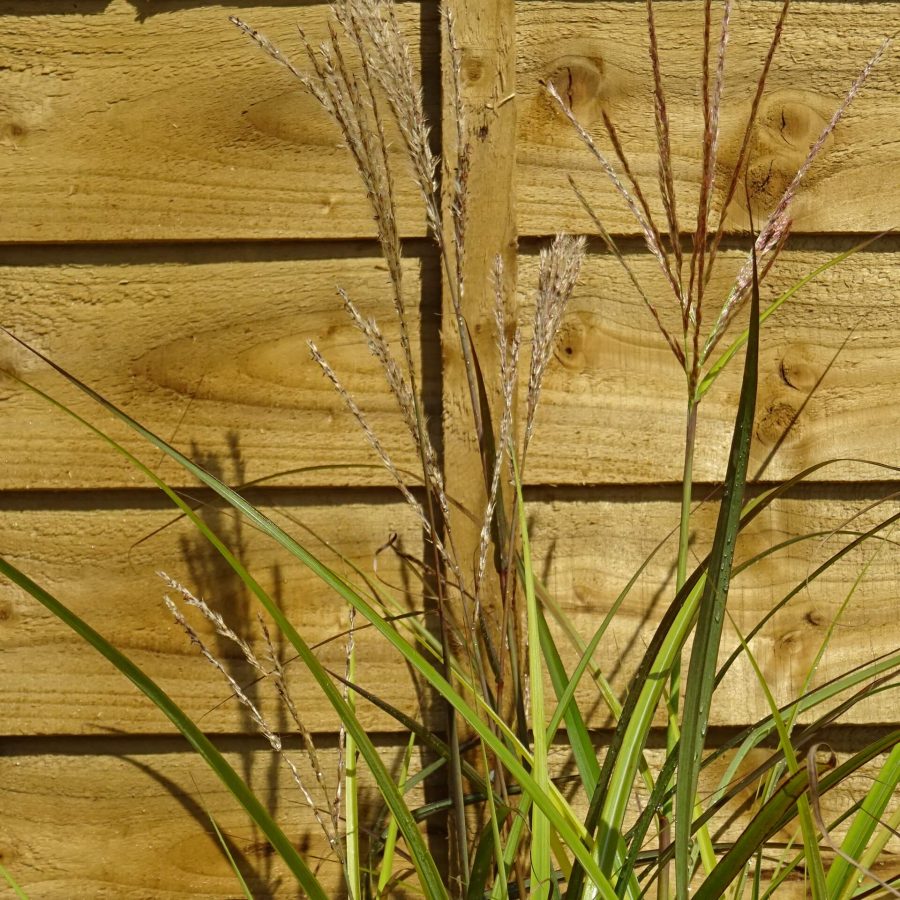 Miscanthus Red Zenith 2Ltr ⋆ Cuckoo Bridge Nursery & Farm Shop