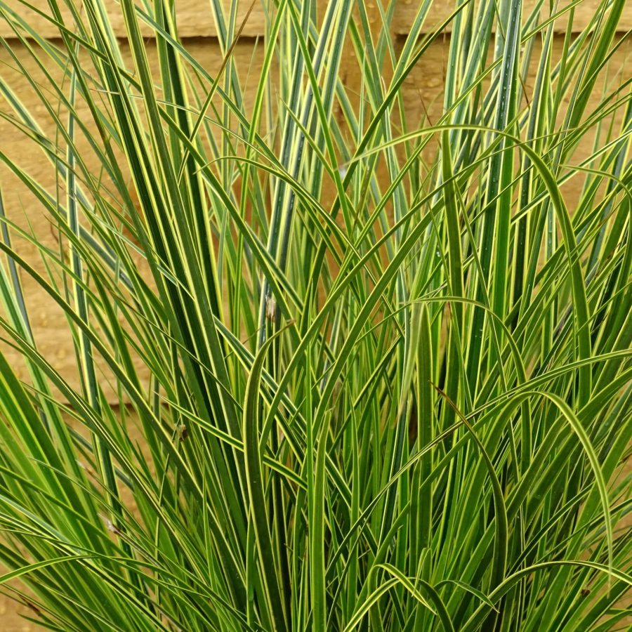 Carex Brunnea "Lady Sunshine" 3.5Ltr ⋆ Cuckoo Bridge Nursery & Farm Shop