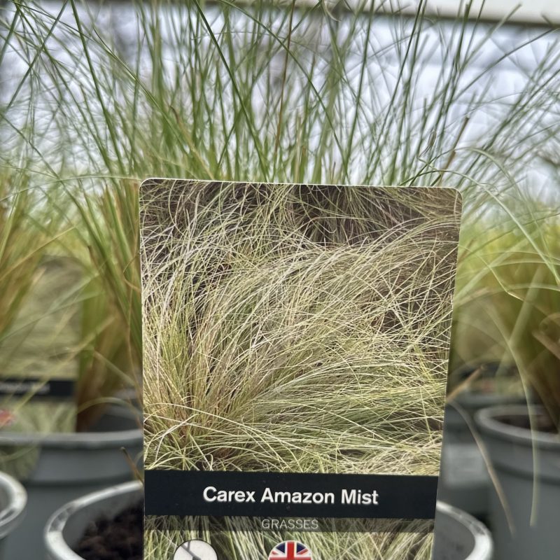 Carex - Amazon Mist 2 Ltr ⋆ Cuckoo Bridge Nursery & Farm Shop