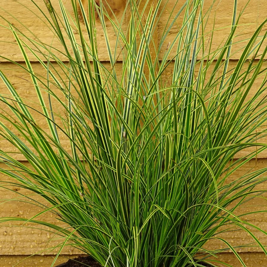 Carex Brunnea "Lady Sunshine" 3.5Ltr ⋆ Cuckoo Bridge Nursery & Farm Shop