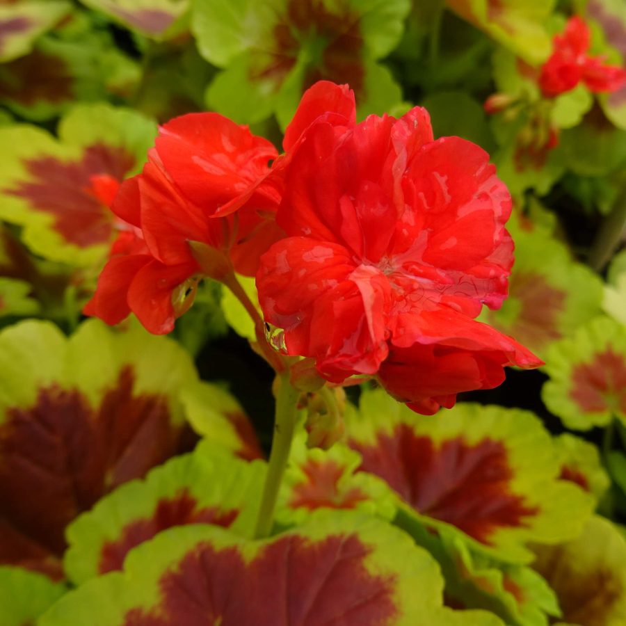 Pelargonium Peltatum "Occold Shield" 1Ltr ⋆ Cuckoo Bridge Nursery ...