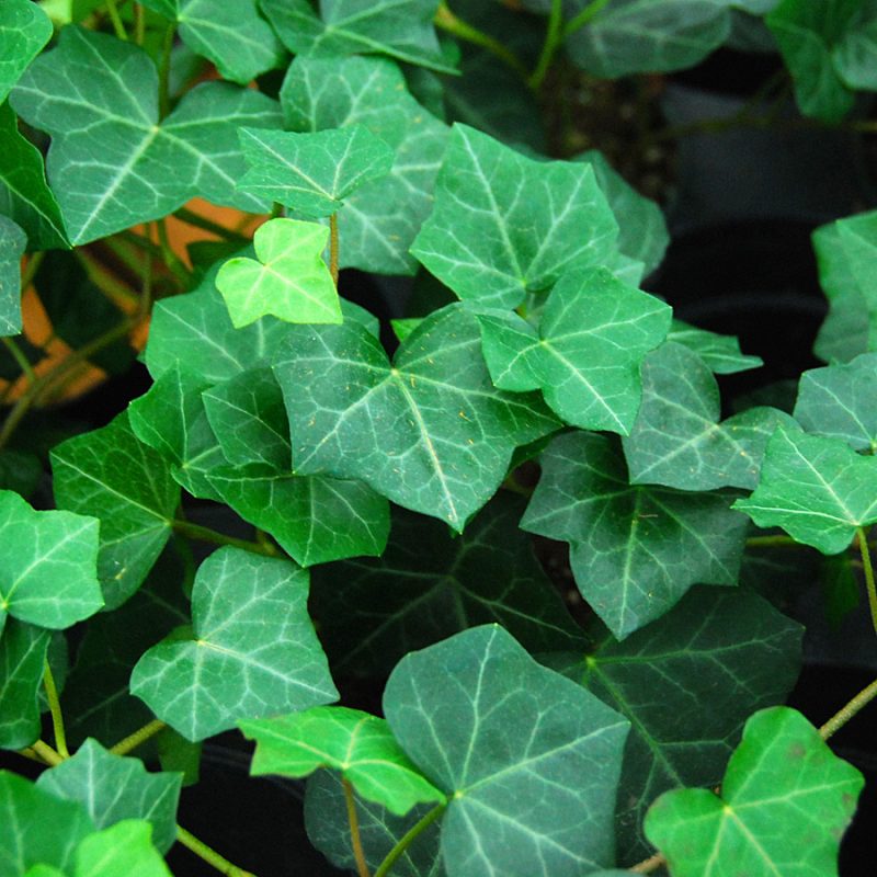 Hedera Helix Ivy 9cm ⋆ Cuckoo Bridge Nursery & Farm Shop